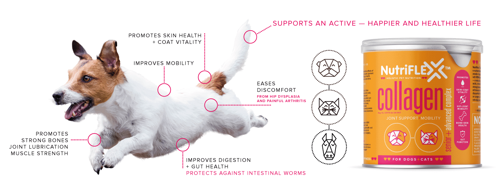 Collagen Supplements for Pets — Dogs, Cats & Horses