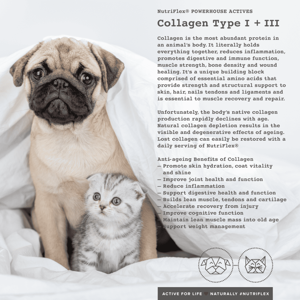 Hip And Joint Care Advanced | Collagen | NutriFlex