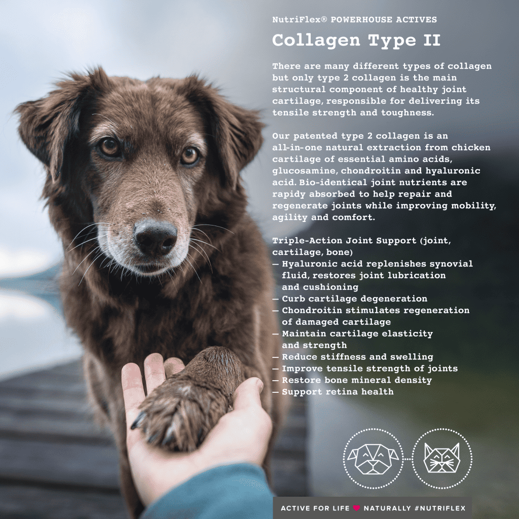 Hip And Joint Care Advanced | Collagen | NutriFlex