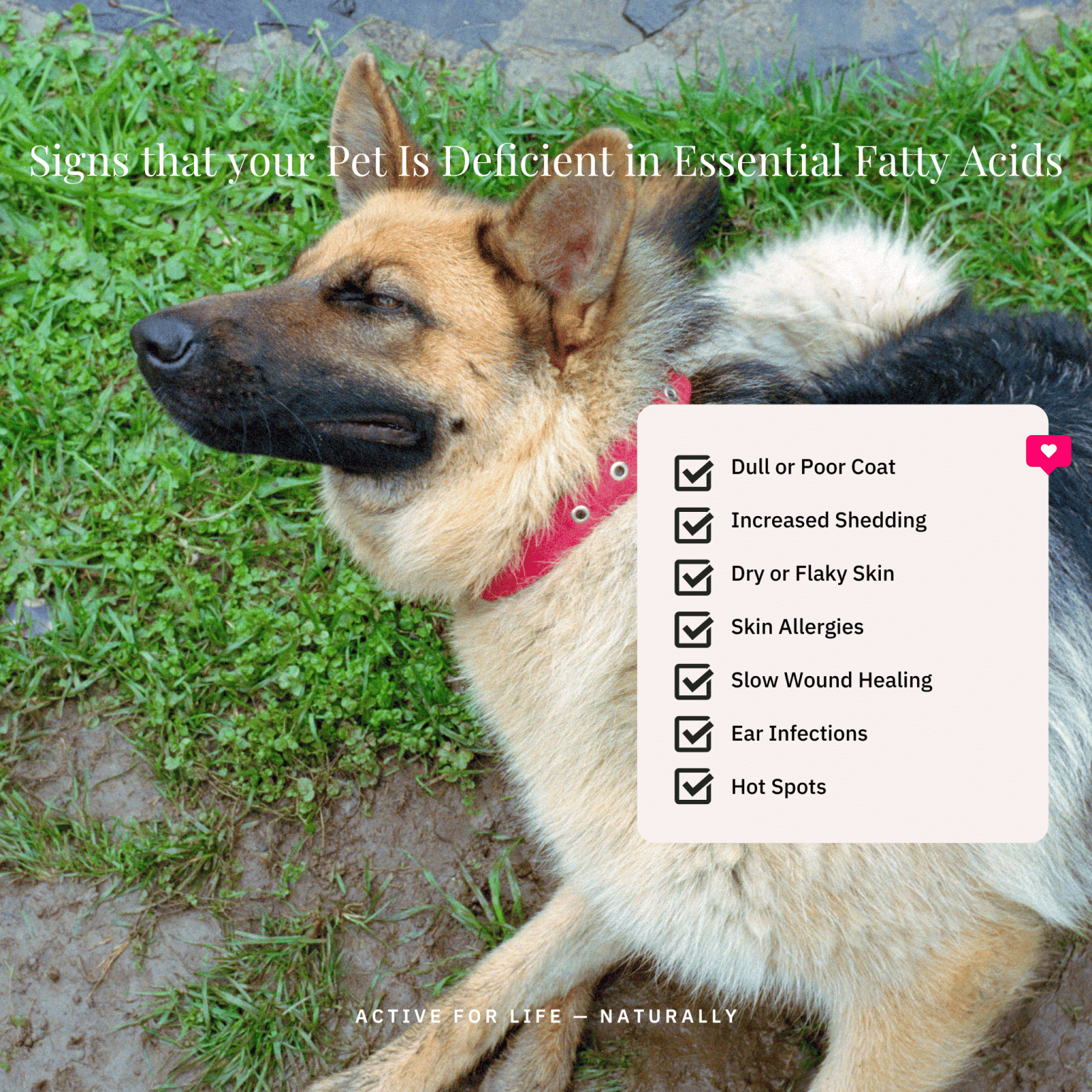 OmegaMax Omega 3 For Dogs & Cats | 120 X 1000mg | NutriFlex