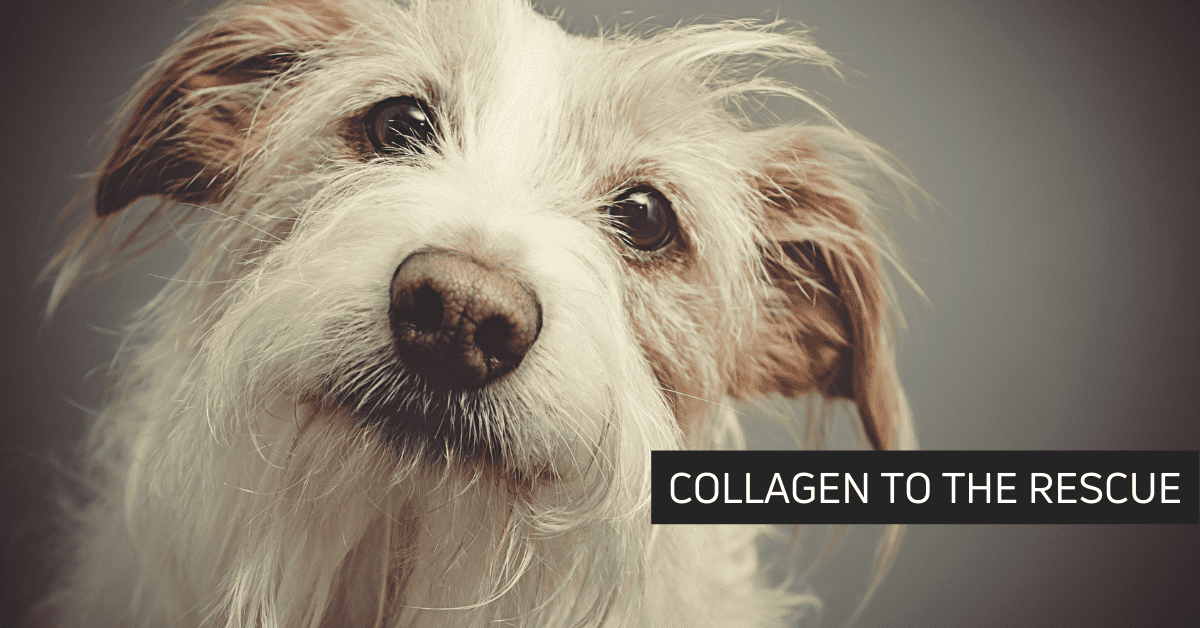 Collagen Powder To The Rescue! | Best Collagen For Dogs