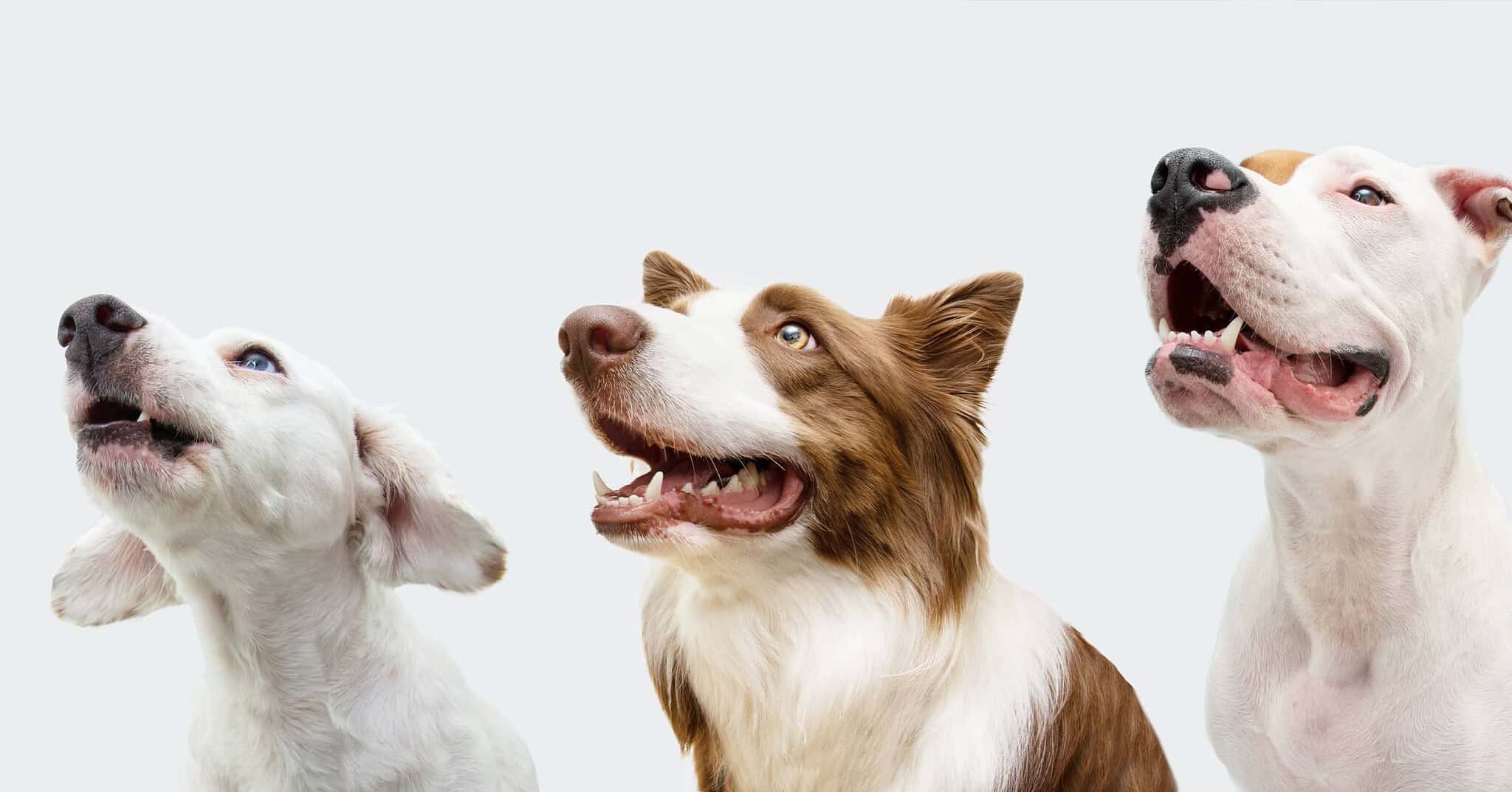 Everything You Need To Know About Dog Joint Care | NutriFlex