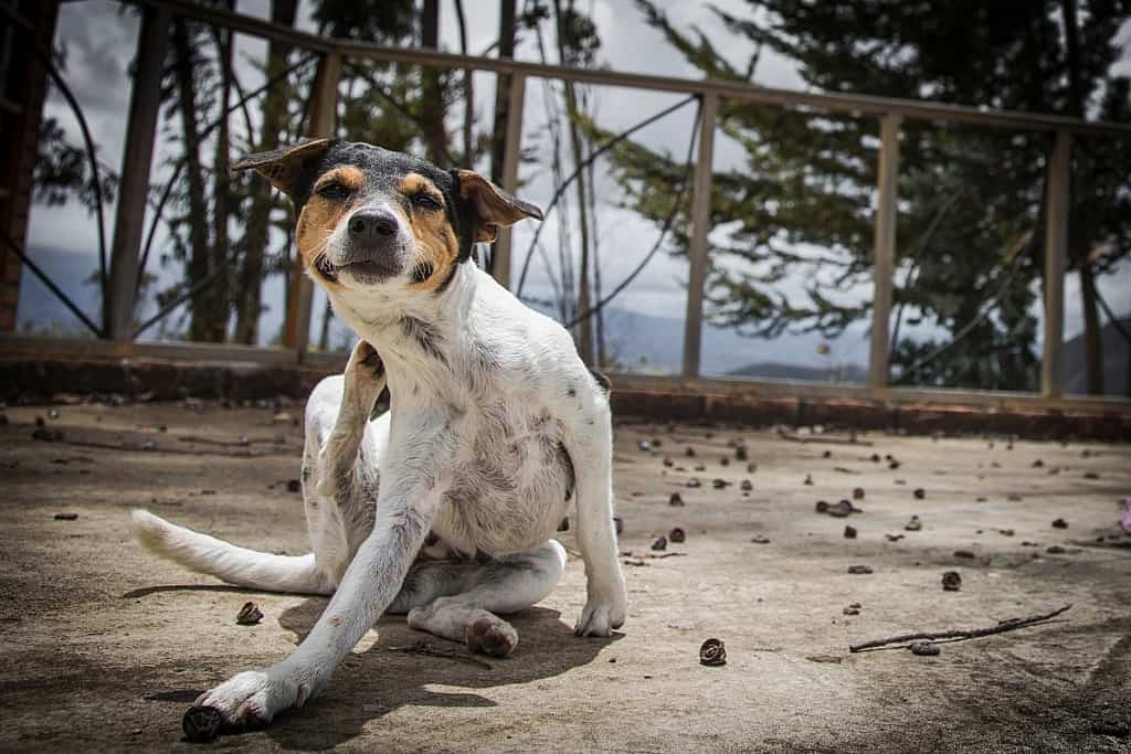 Help For Itchy Dogs | Definitive Guide | Dog Itch Relief
