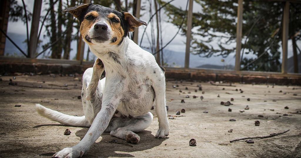 Help For Itchy Dogs | Definitive Guide | Dog Itch Relief