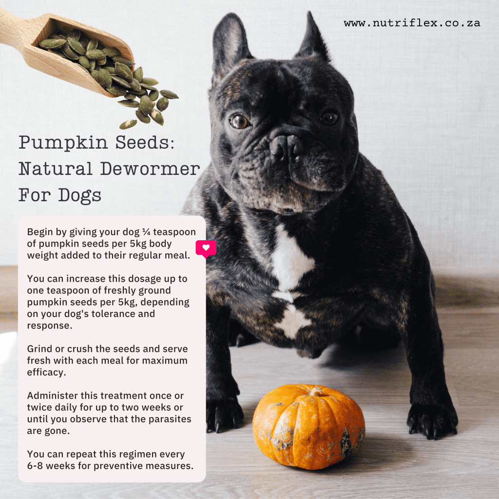 Natural Dewormer For Dogs: Pumpkin Seeds | NutriFlex