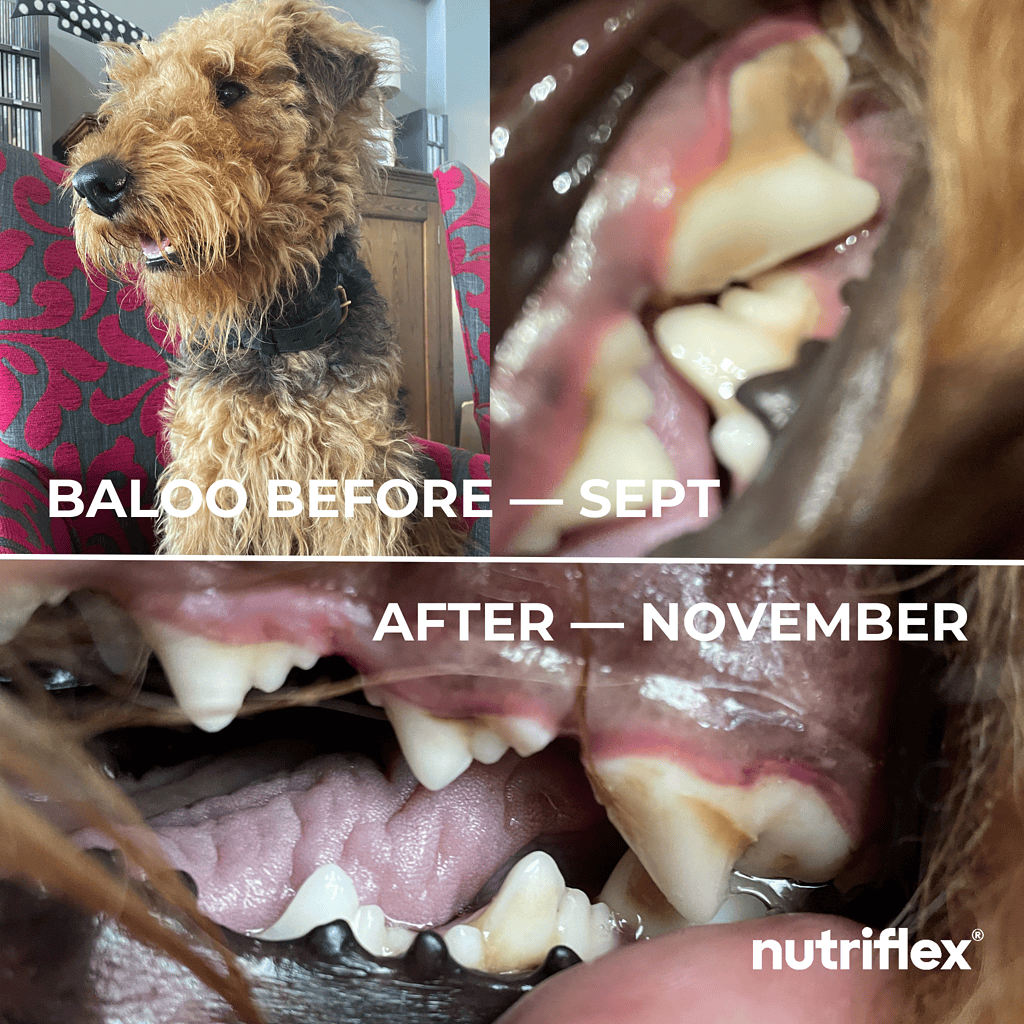 DentaMax Oral Hygiene Dental Powder For Dogs & Cats | NutriFlex