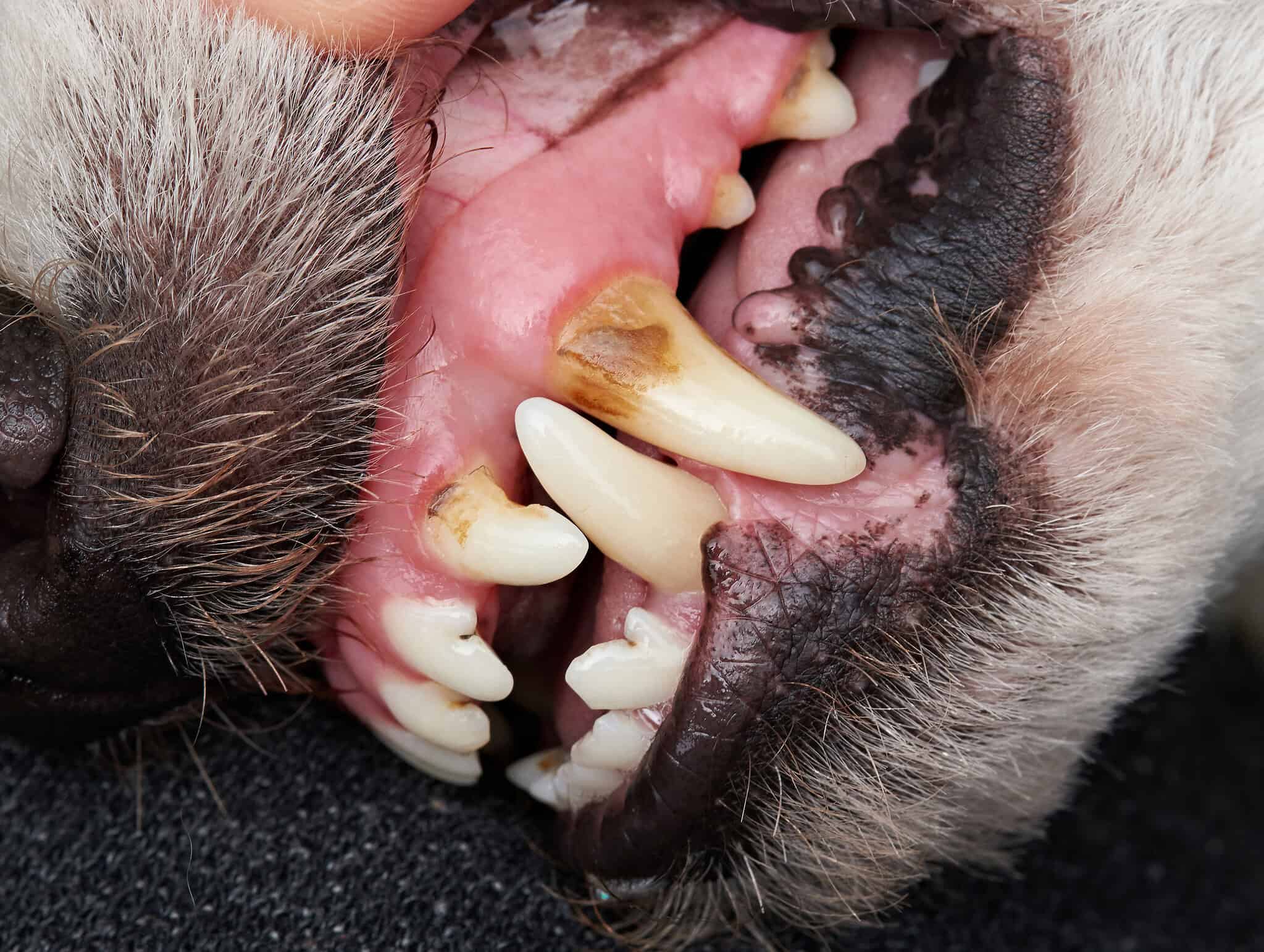 DentaMax Oral Hygiene Dental Powder For Dogs & Cats - Midrand Pet Food
