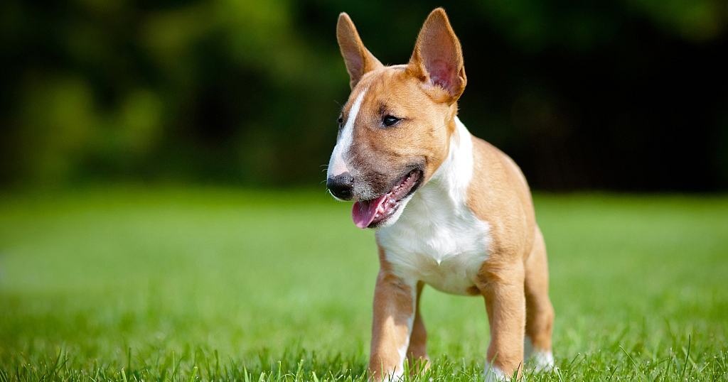 The Complex World Of Dog Neutering: An In-Depth Guide | NutriFlex