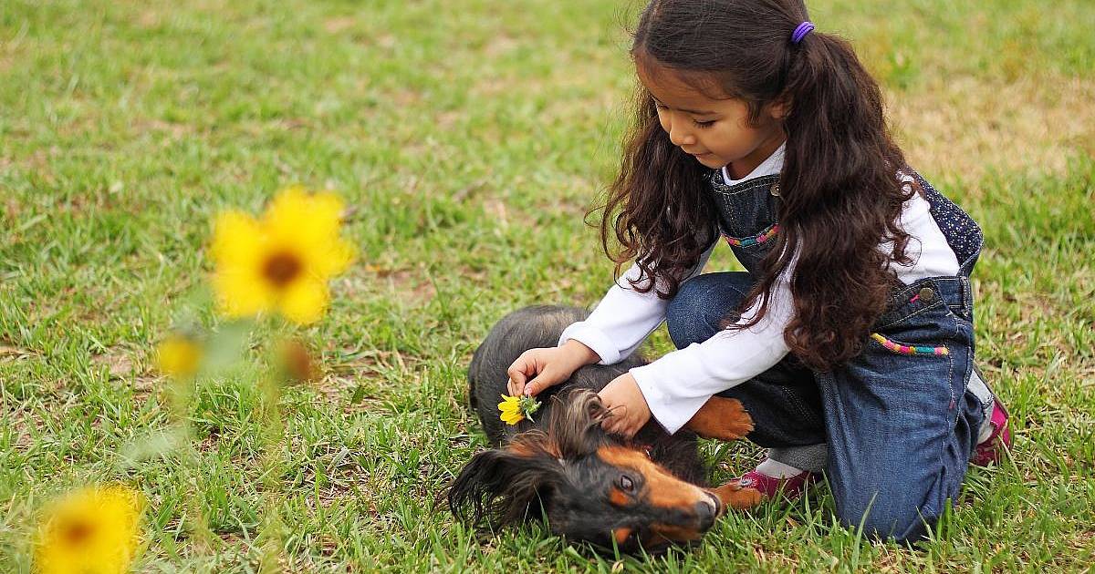 Exploring Innovative Ingredients In Joint Supplements For Dogs | NutriFlex