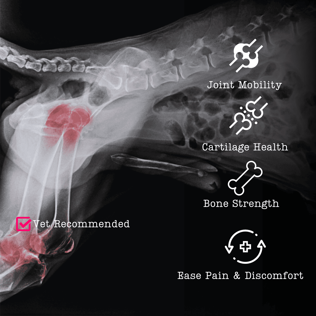 NutriFlex® | Buy Pet Supplements Online And Dental Care