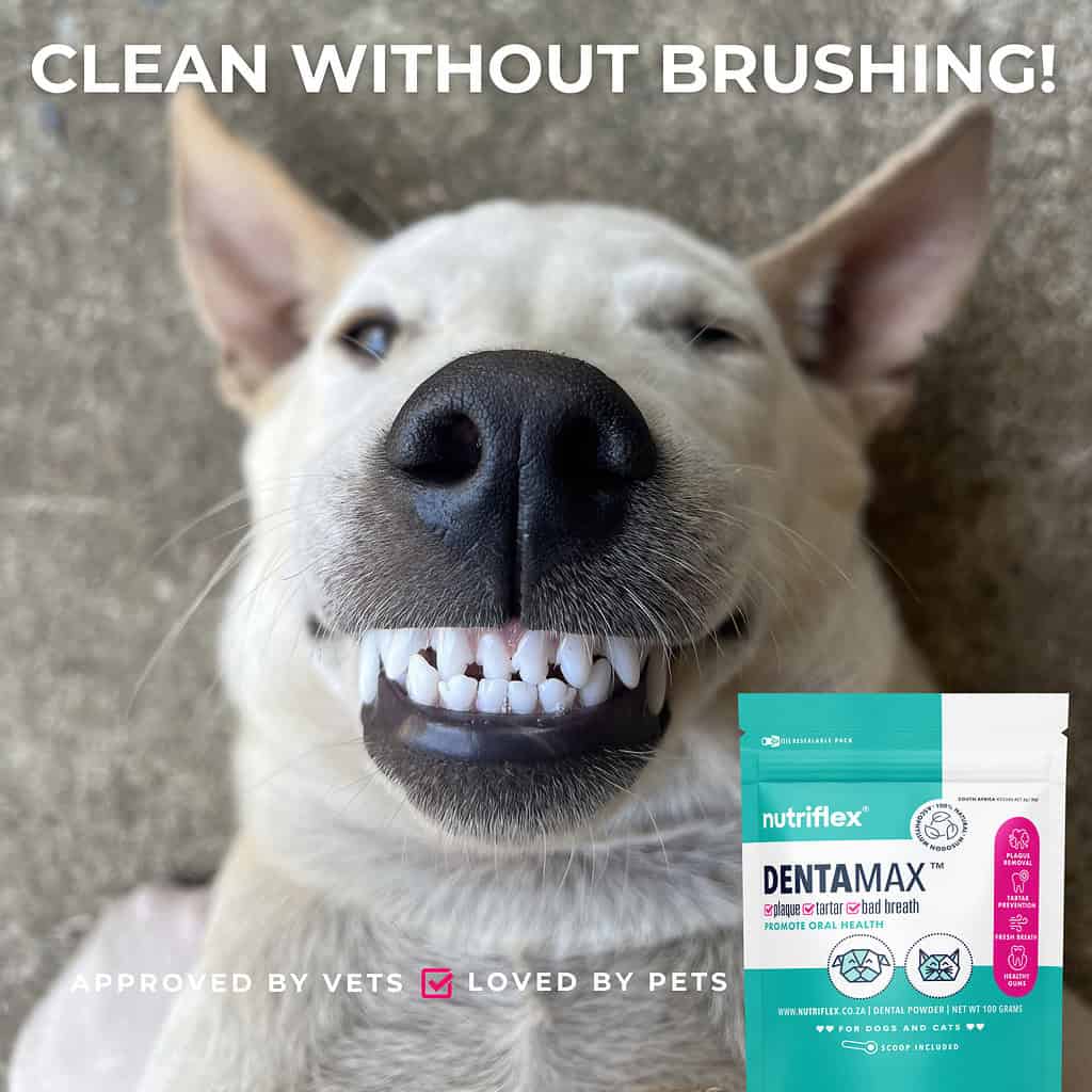 DentaMax: Superior To Dog Toothpaste | Dog Dental Health