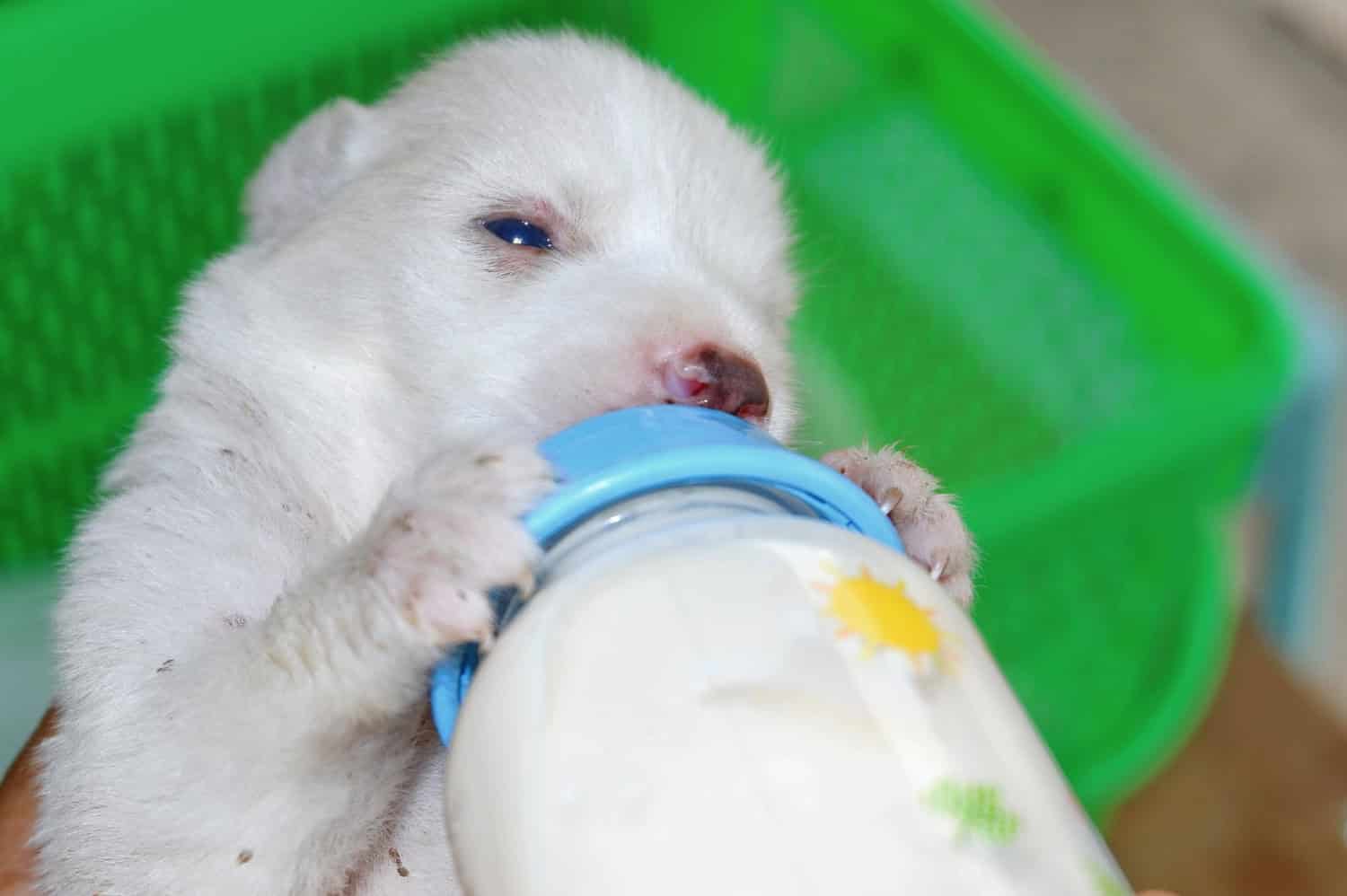 Understanding The Power Of Colostrum In Your Pet's Health Journey